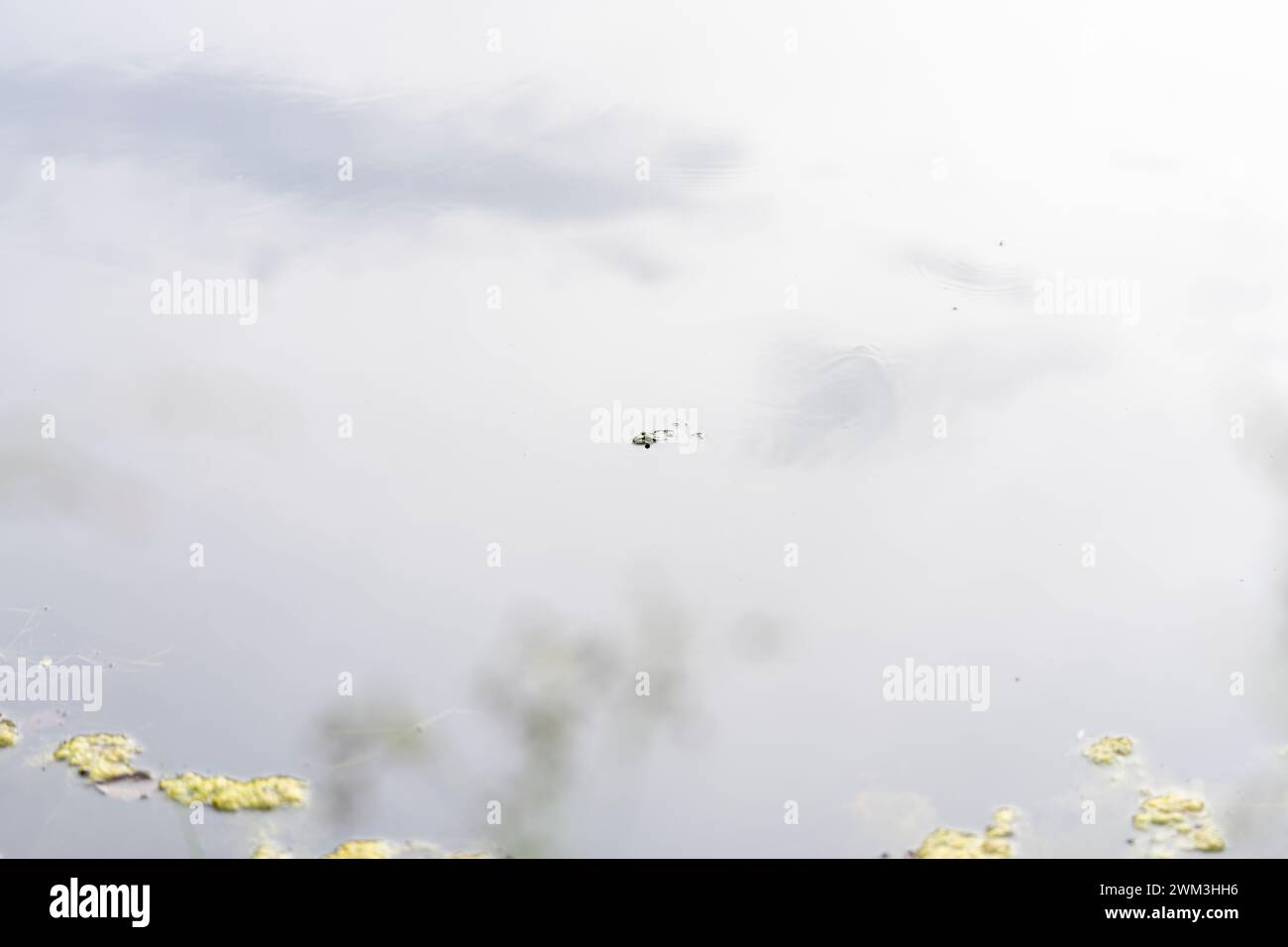 Pelophylax lessonae family ranidae hi-res stock photography and images ...