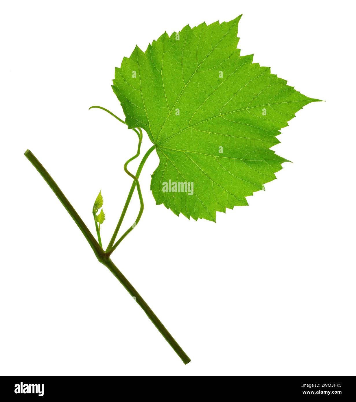 Green fresh grape leaf. Grape leaves vine branch with tendrils and ...