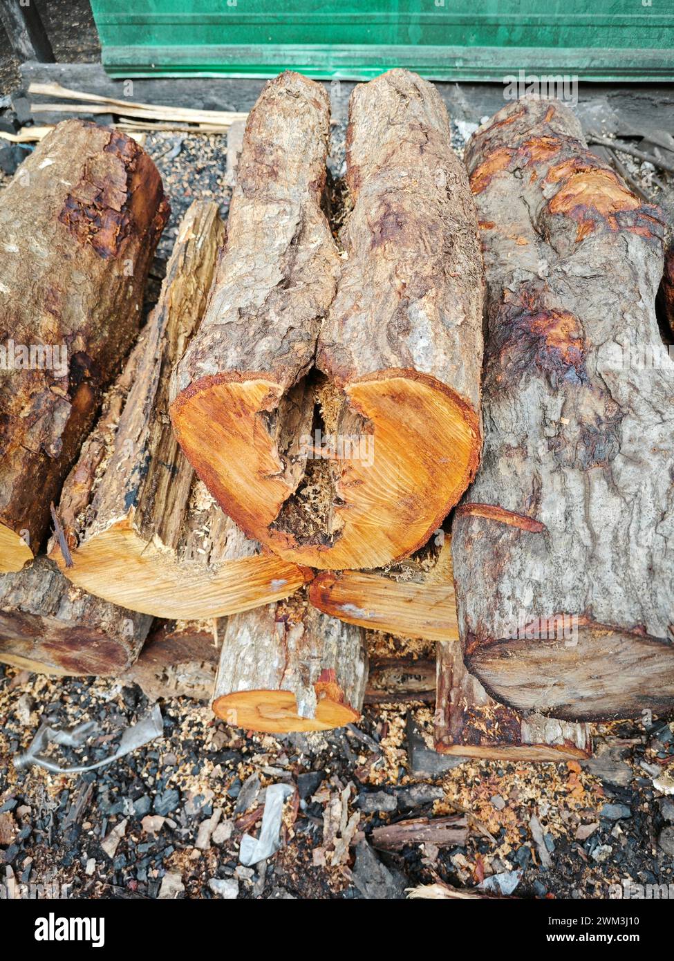 outdoor scene of the cut mangrove wood log Stock Photo - Alamy