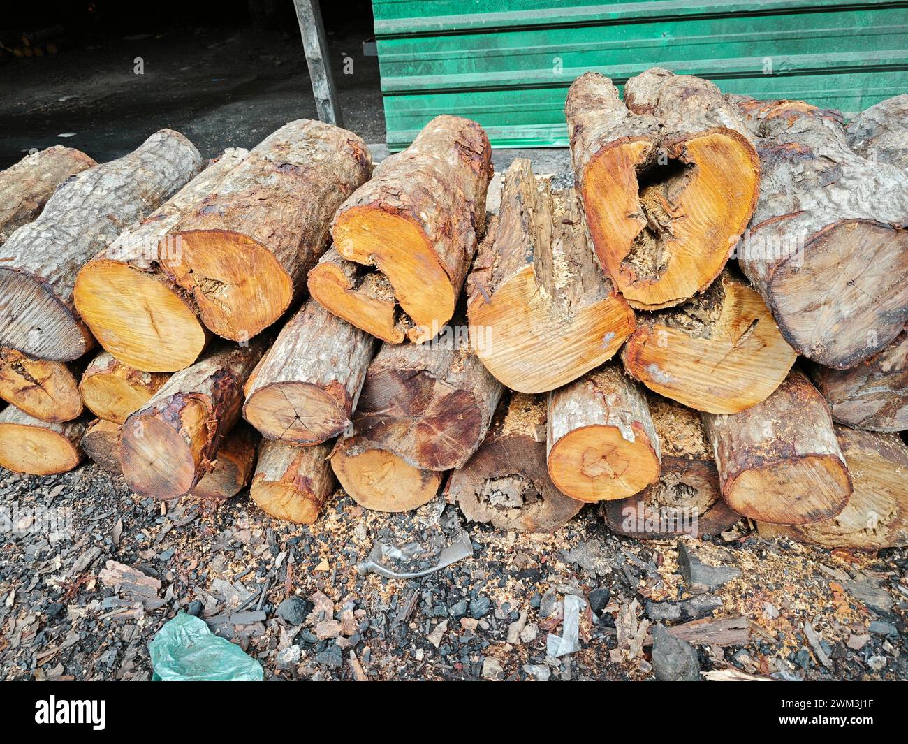 Rhizophora mucronata hi-res stock photography and images - Alamy