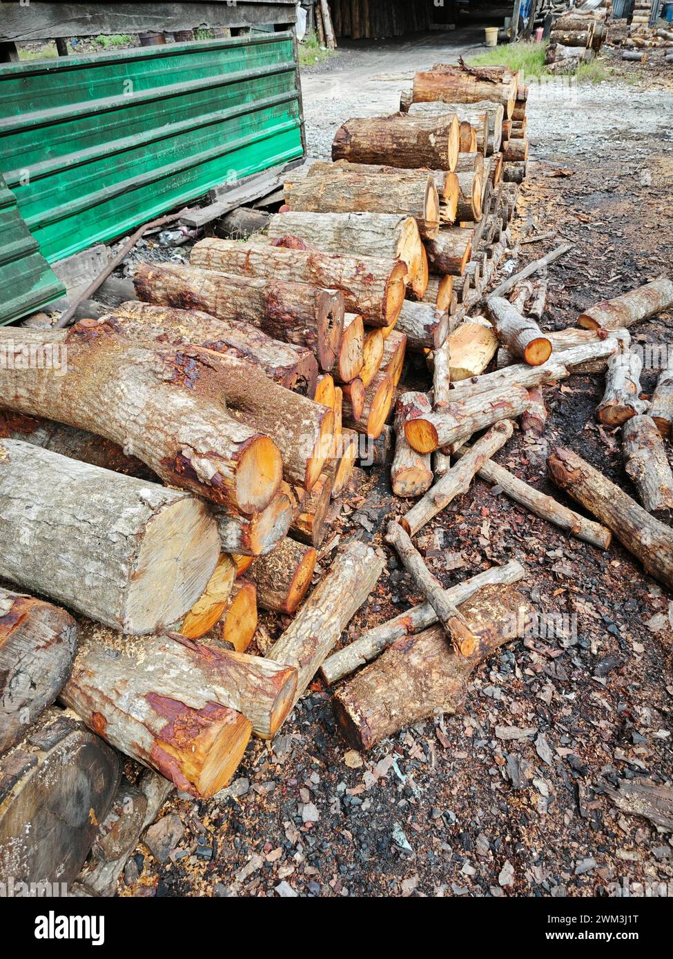 outdoor scene of the cut mangrove wood log Stock Photo - Alamy