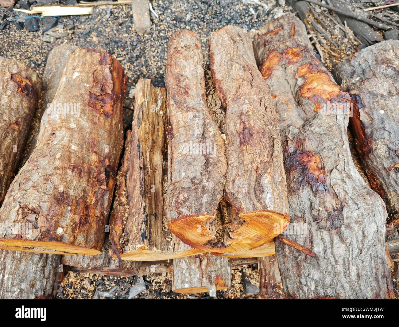 outdoor scene of the cut mangrove wood log Stock Photo - Alamy