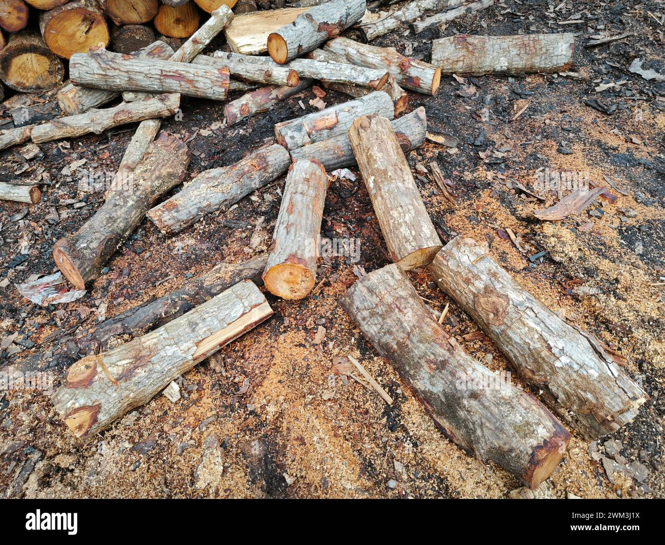 outdoor scene of the cut mangrove wood log Stock Photo - Alamy