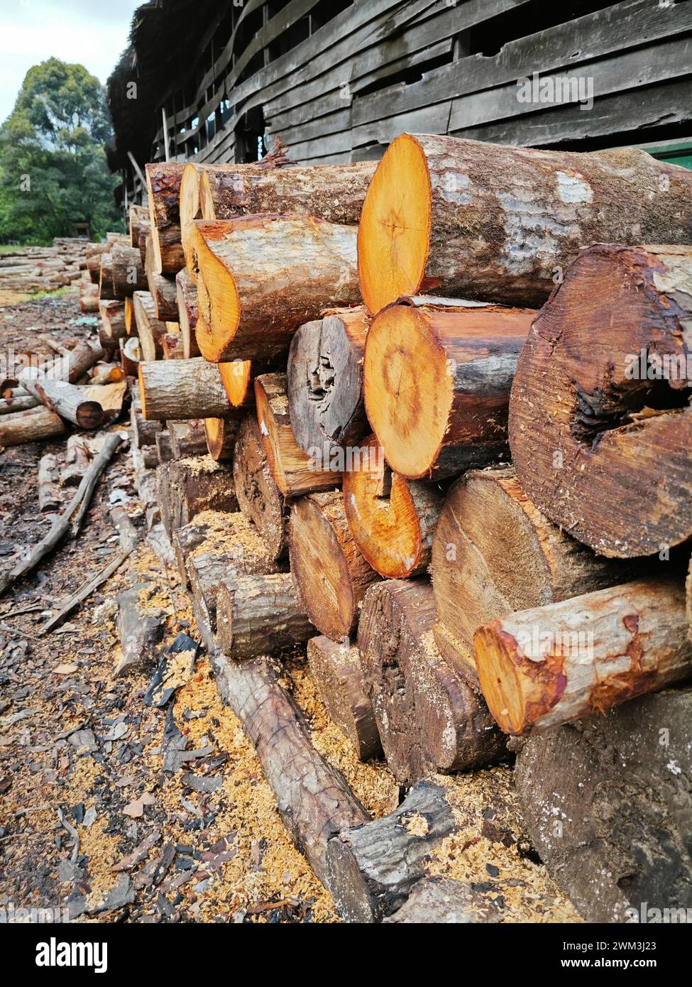 outdoor scene of the cut mangrove wood log Stock Photo - Alamy