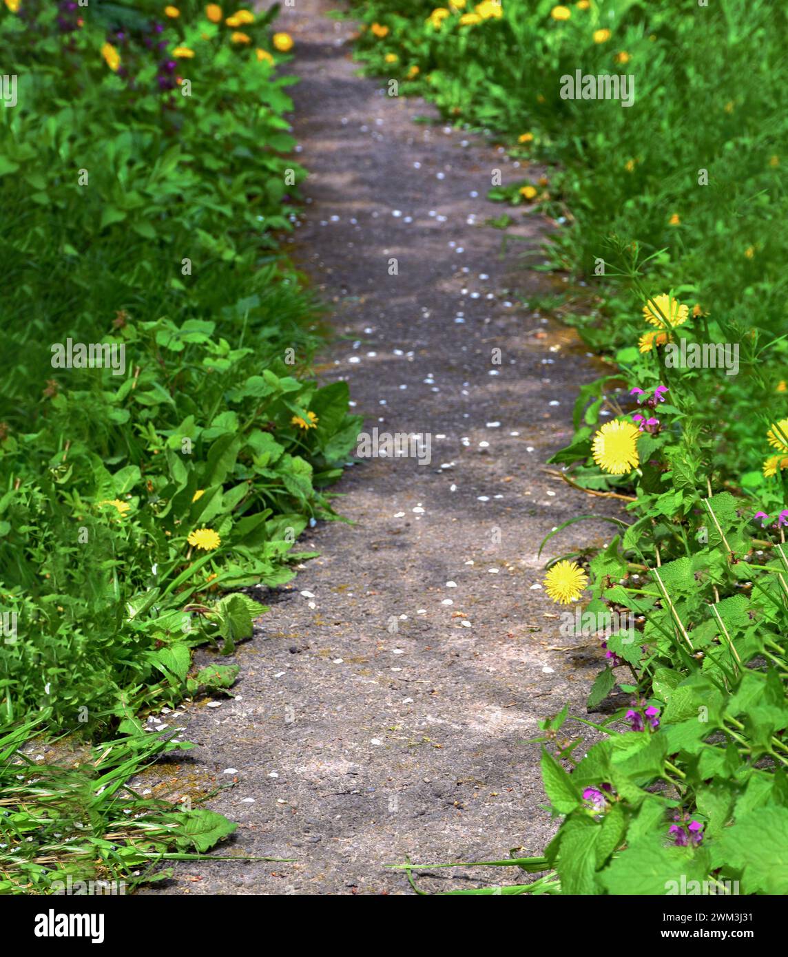 The flowering season of trees and grasses can cause allergies. Spring ...