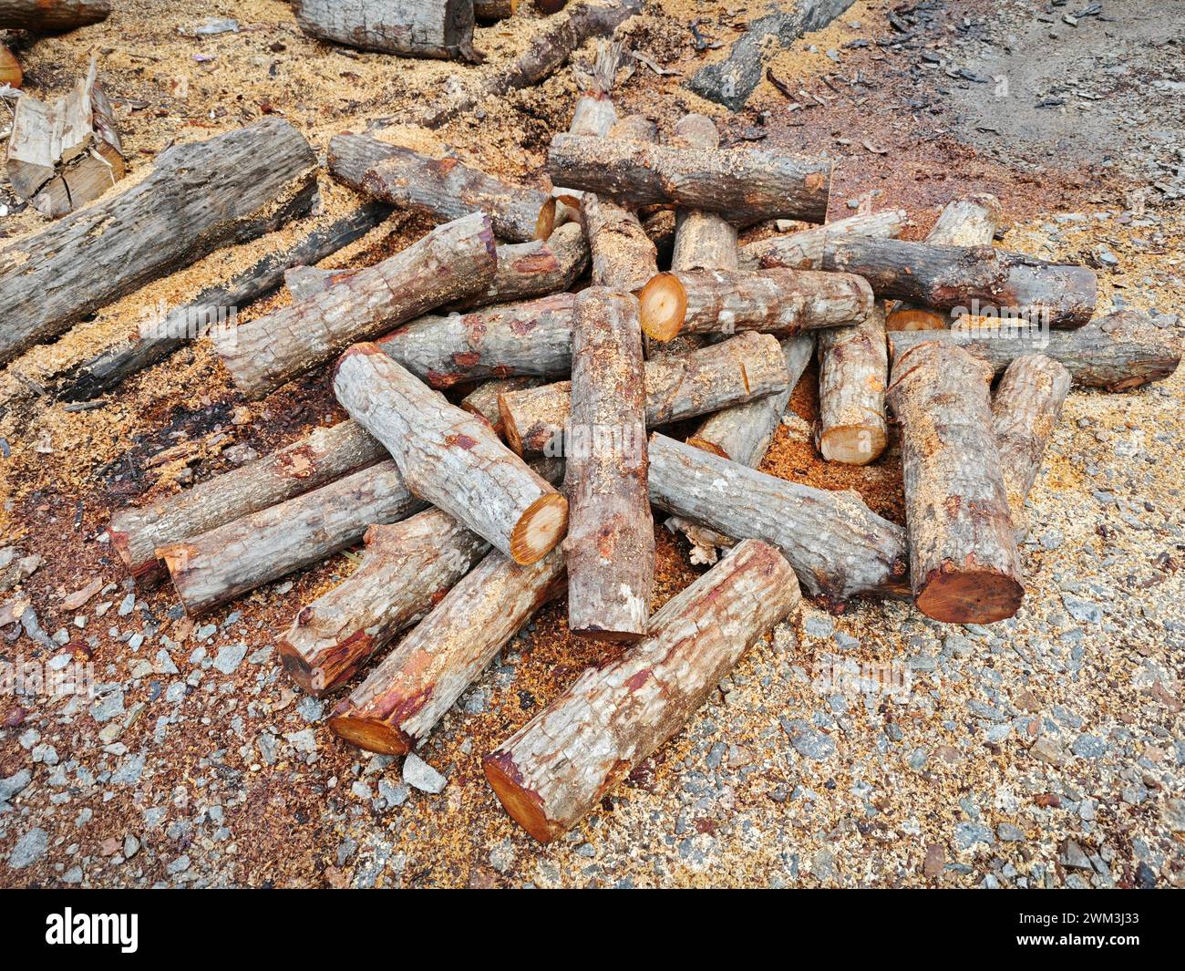 outdoor scene of the cut mangrove wood log Stock Photo - Alamy