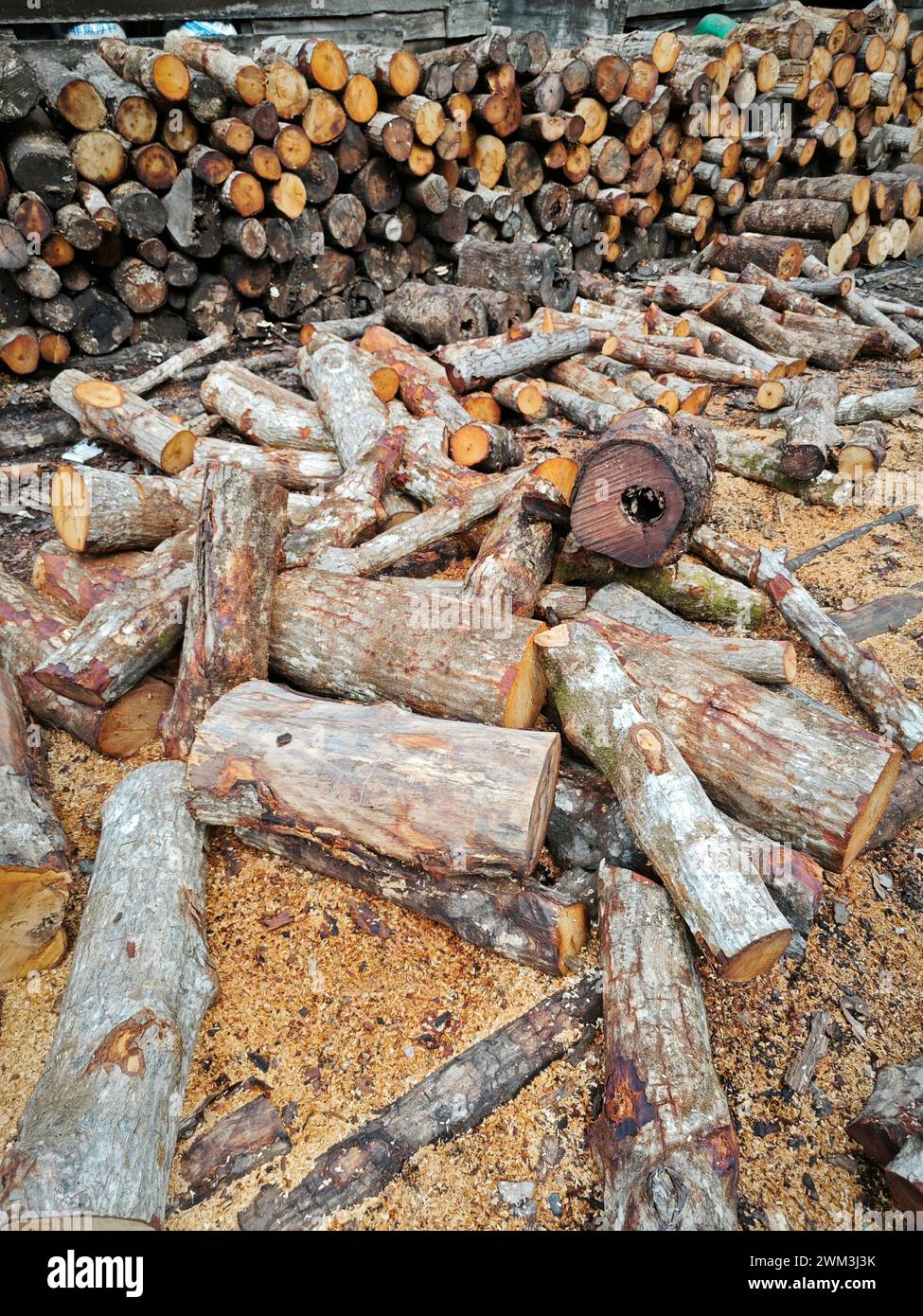 outdoor scene of the cut mangrove wood log Stock Photo - Alamy