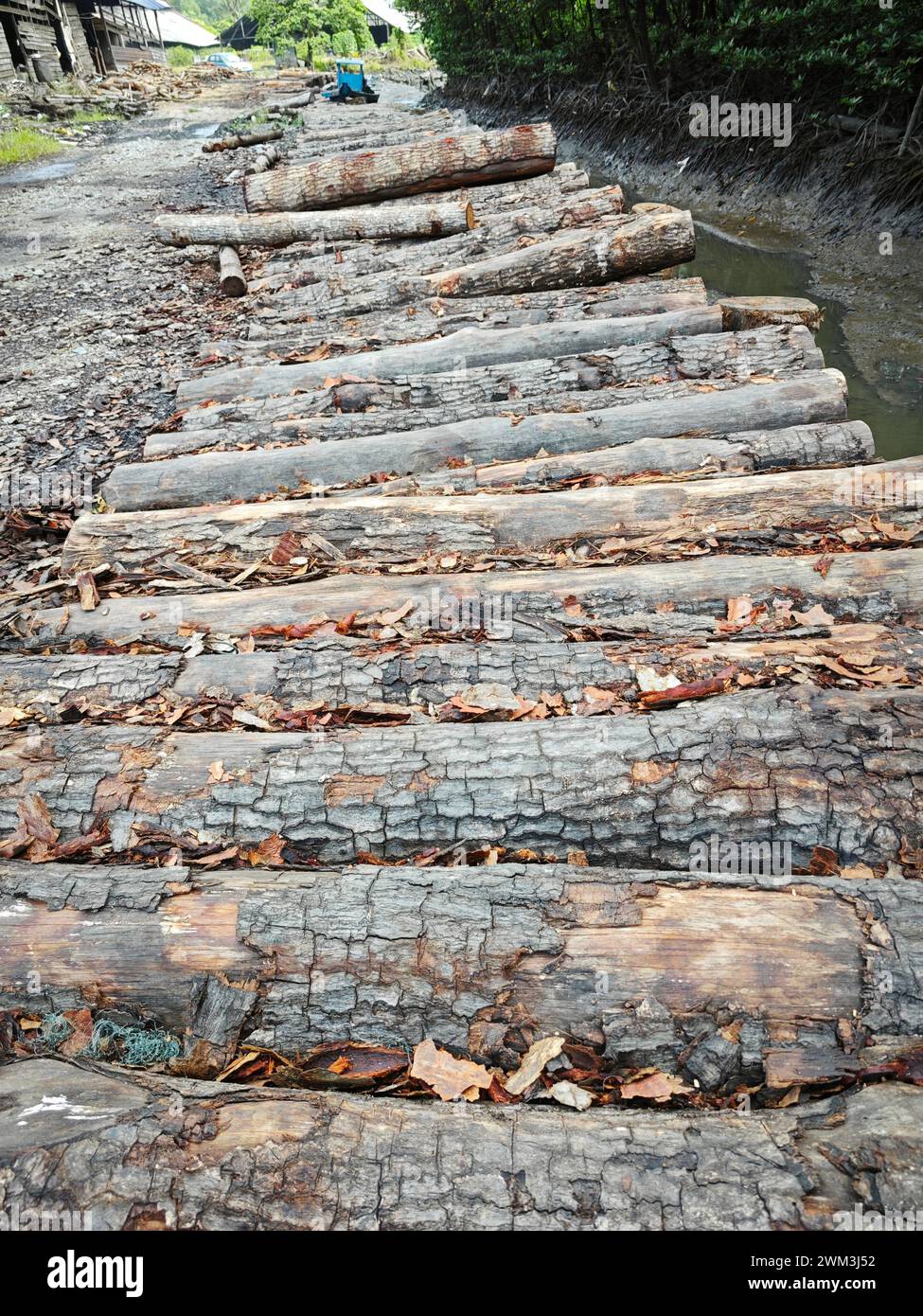 outdoor scene of the cut mangrove wood log Stock Photo - Alamy