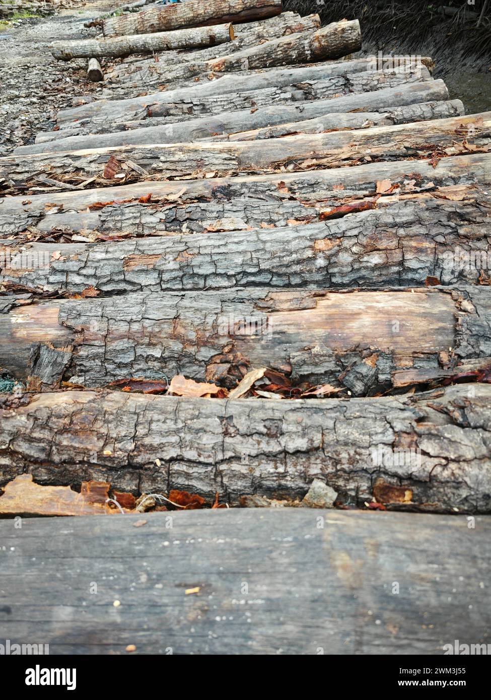 outdoor scene of the cut mangrove wood log Stock Photo - Alamy