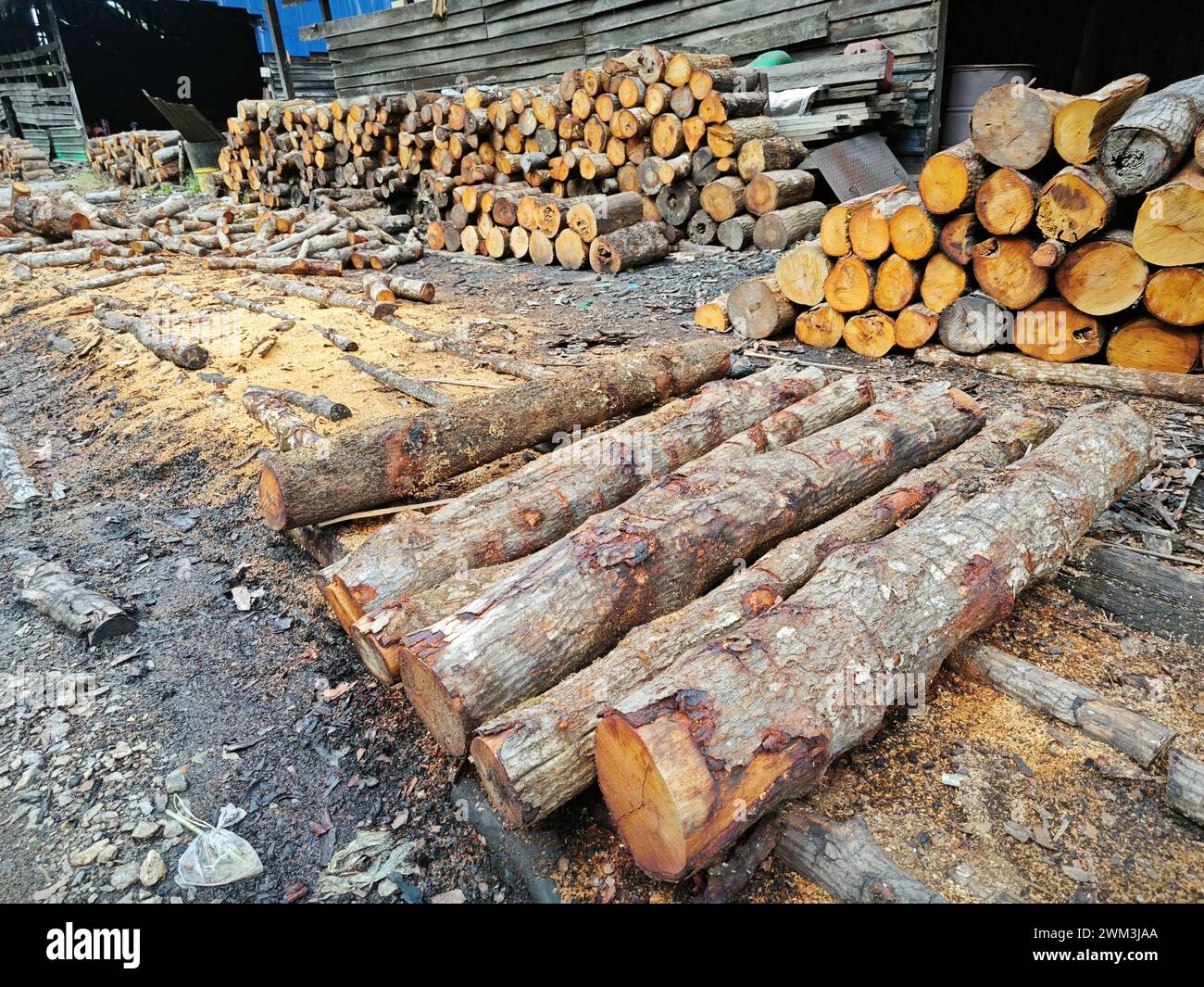 Pile mangrove wood hi-res stock photography and images - Alamy