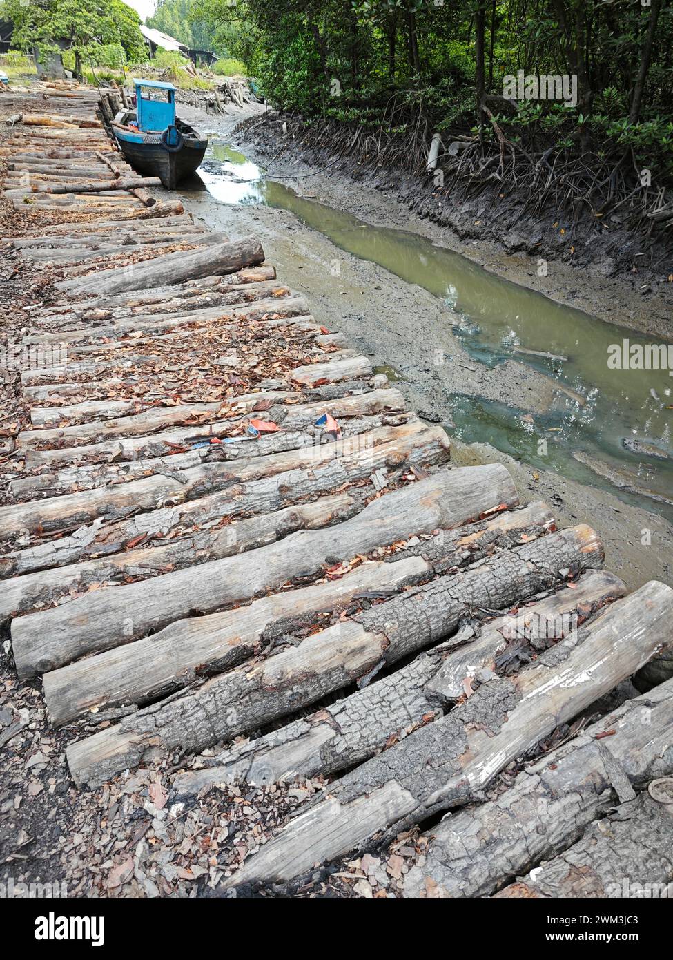 outdoor scene of the cut mangrove wood log Stock Photo - Alamy