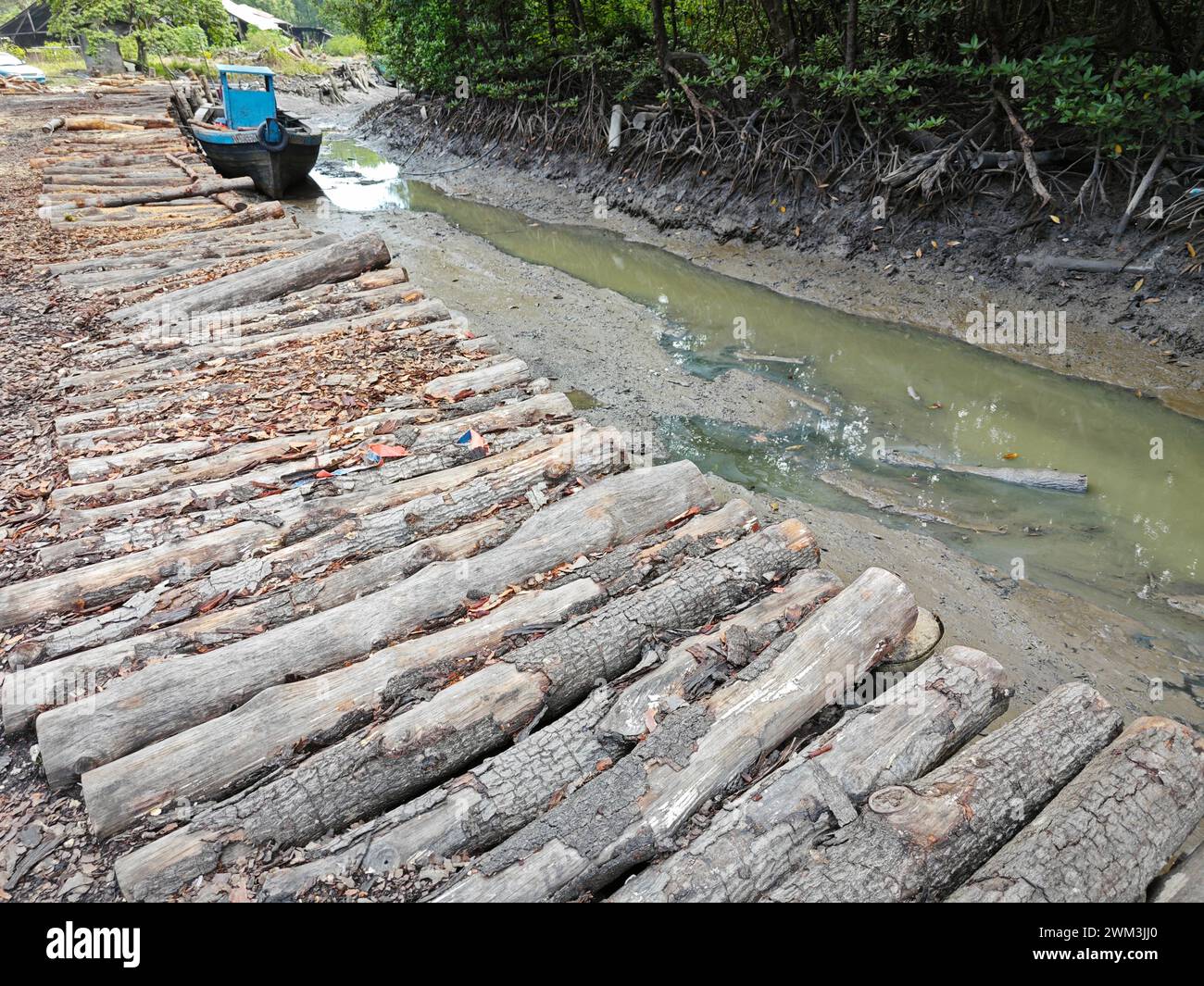 outdoor scene of the cut mangrove wood log Stock Photo - Alamy