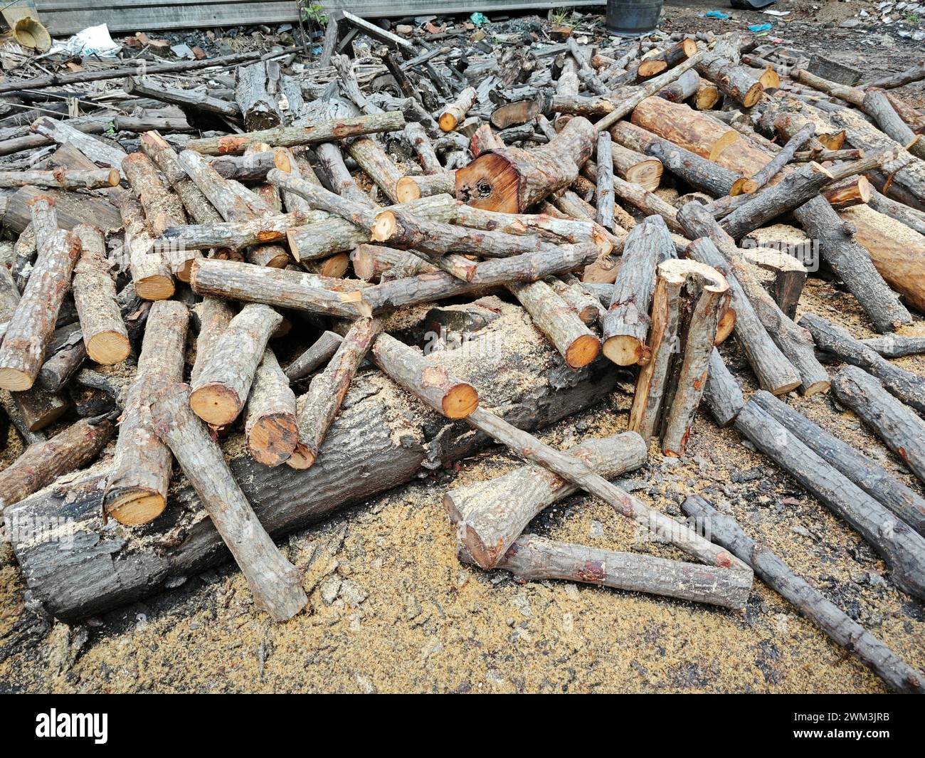 outdoor scene of the cut mangrove wood log Stock Photo - Alamy