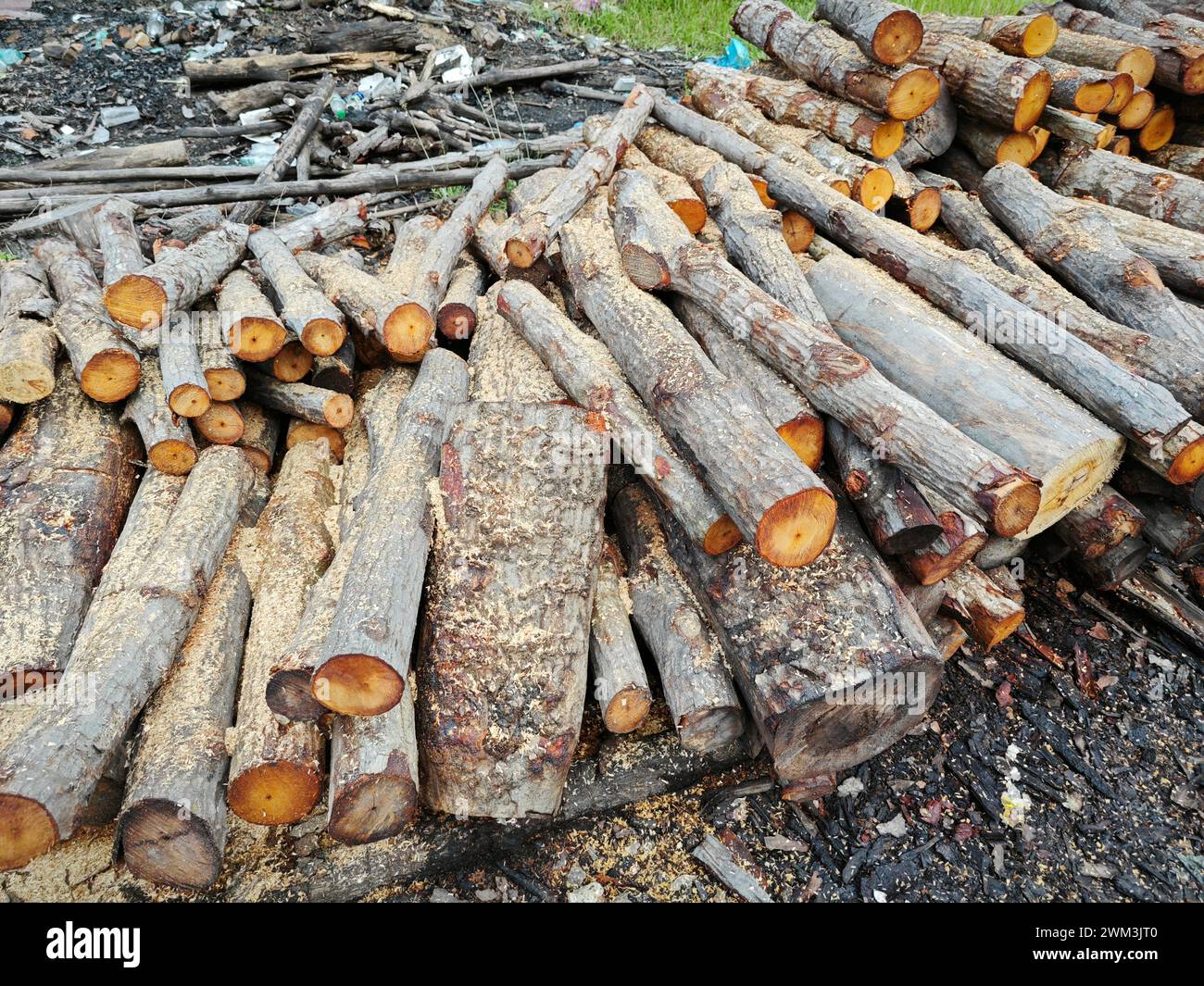 outdoor scene of the cut mangrove wood log Stock Photo - Alamy
