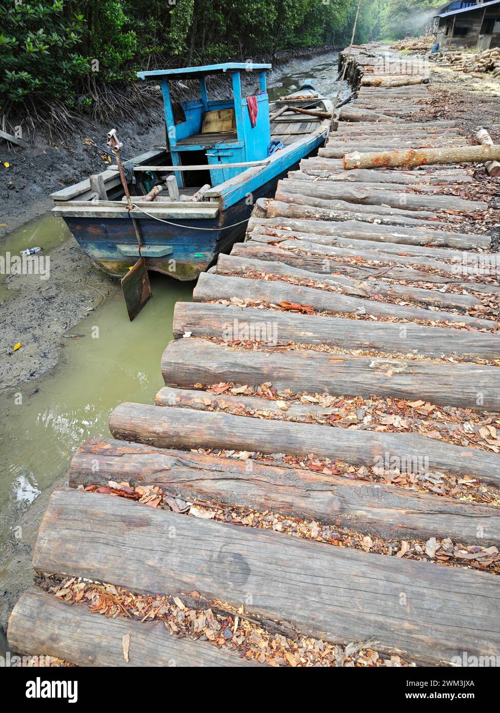 outdoor scene of the cut mangrove wood log Stock Photo - Alamy