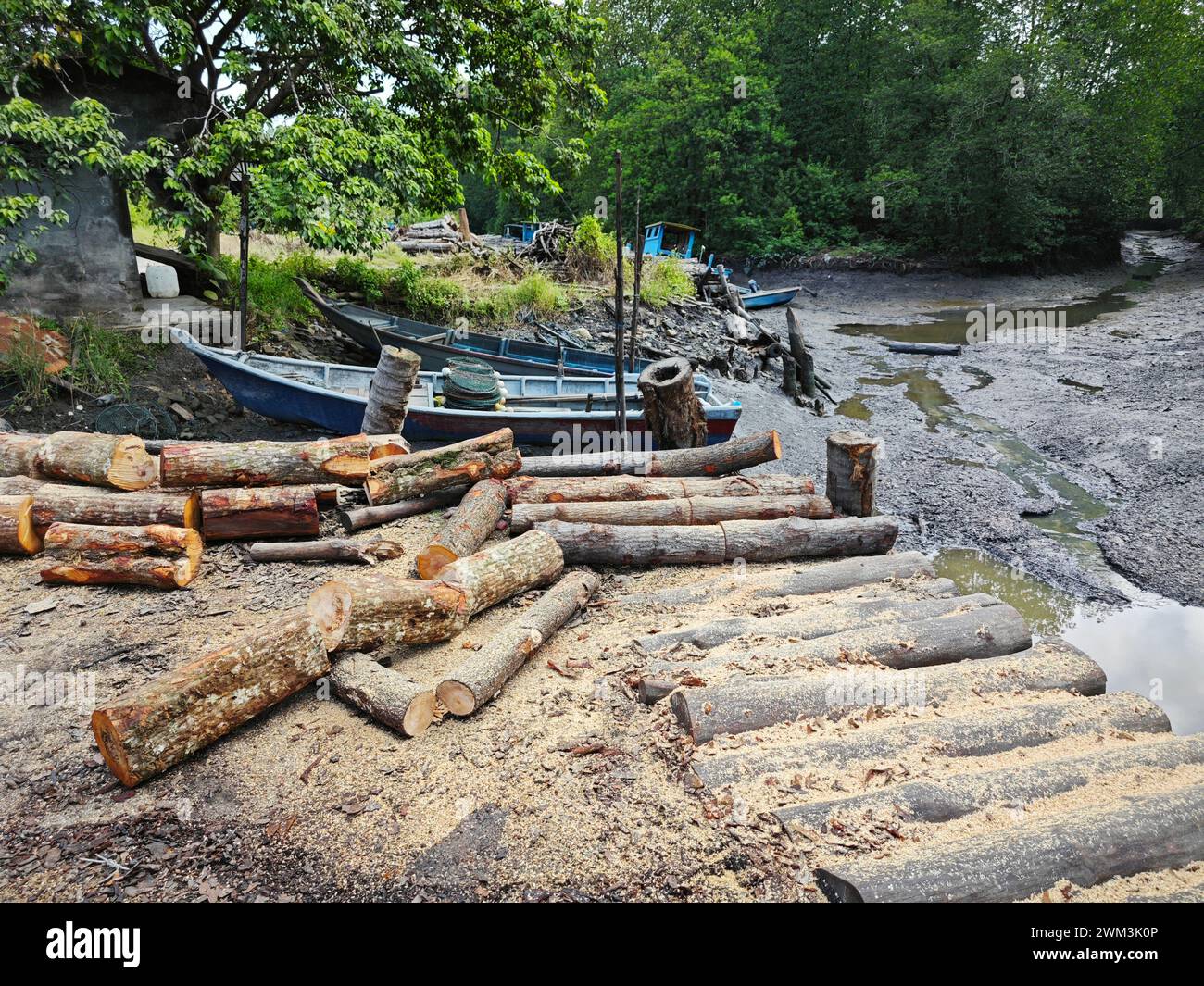outdoor scene of the cut mangrove wood log Stock Photo - Alamy