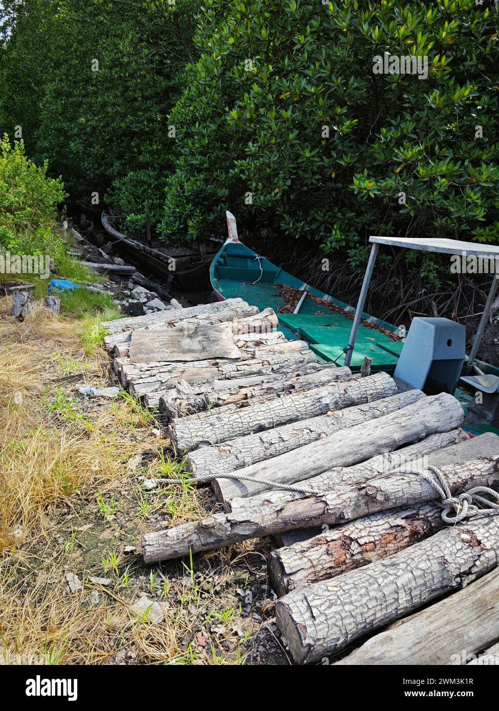 outdoor scene of the cut mangrove wood log Stock Photo - Alamy