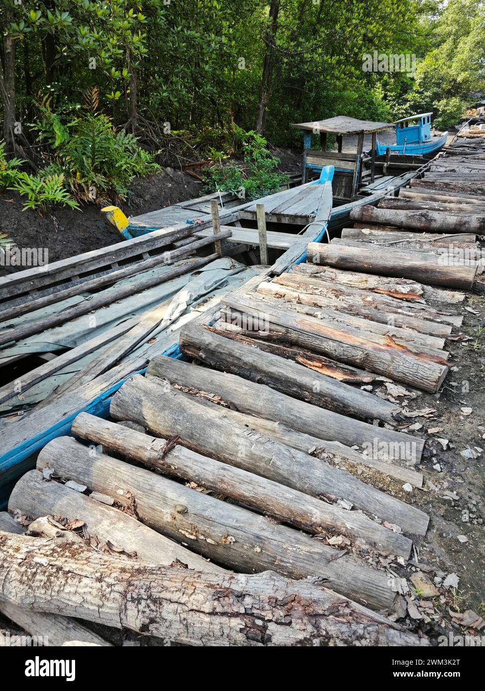 outdoor scene of the cut mangrove wood log Stock Photo - Alamy