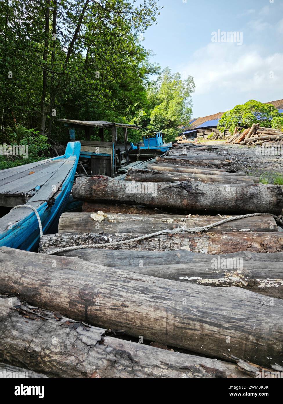 outdoor scene of the cut mangrove wood log Stock Photo - Alamy