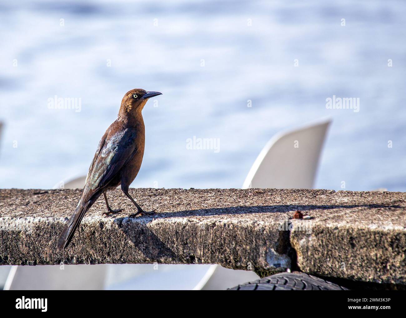 Great-tailed Grackle boasts its iridescent plumage in North American ...