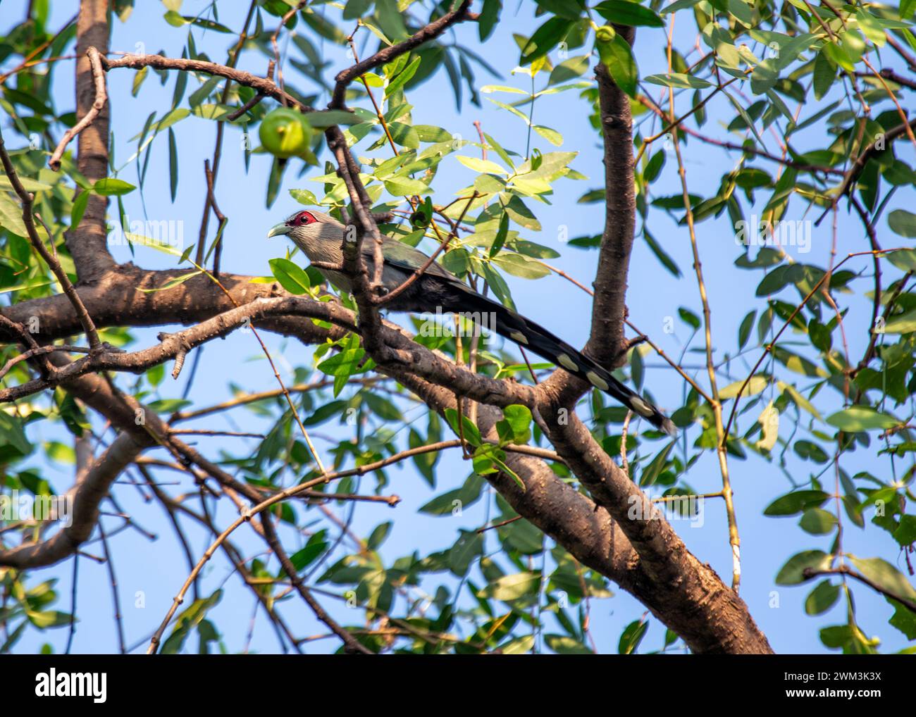 Green-billed Malkoha elegantly blends into the lush foliage of ...