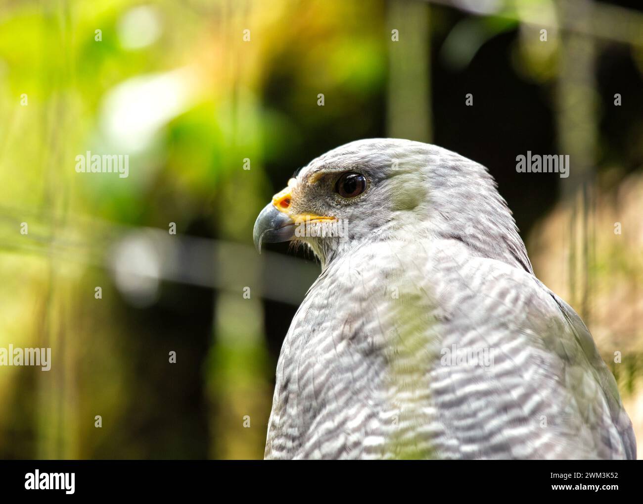Canopy forests animal hi-res stock photography and images - Alamy