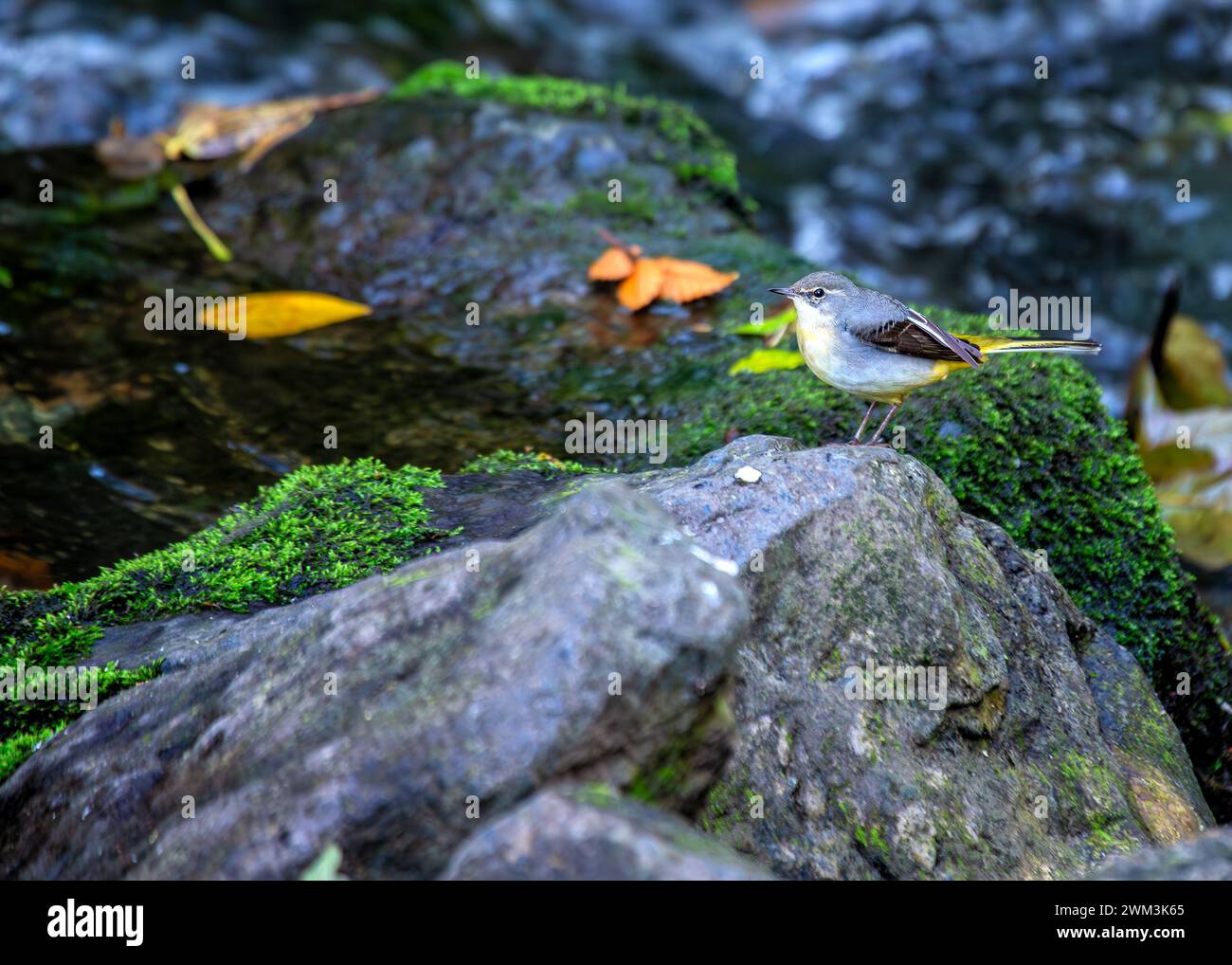 Grey Wagtail bobs along the streams of Europe and Asia, its vibrant ...