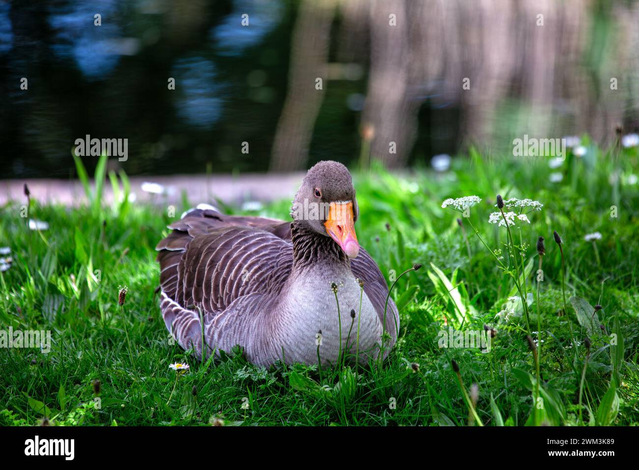 Greylag Goose gracefully glides across lakes and marshes of Europe and ...