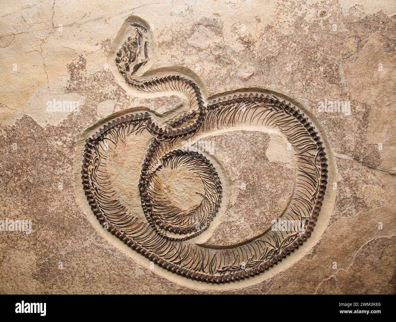 Fossil snake, 42 inches long, was discovered in 2007 from the Green ...
