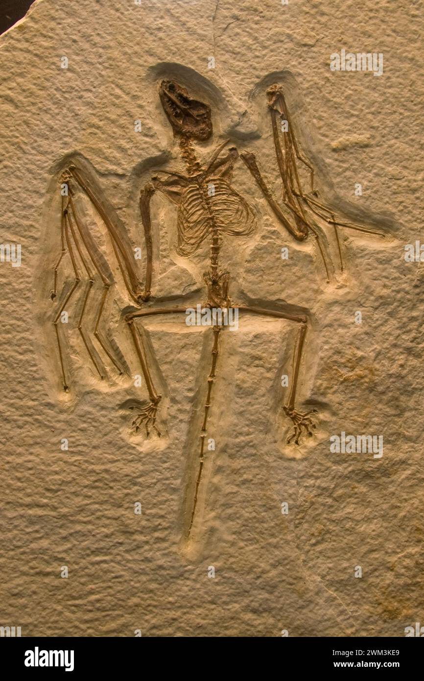 Bat skeleton hi-res stock photography and images - Alamy