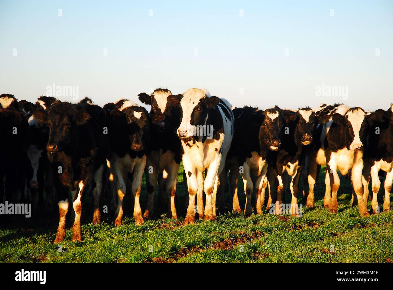 California cattle ranch hi-res stock photography and images - Alamy
