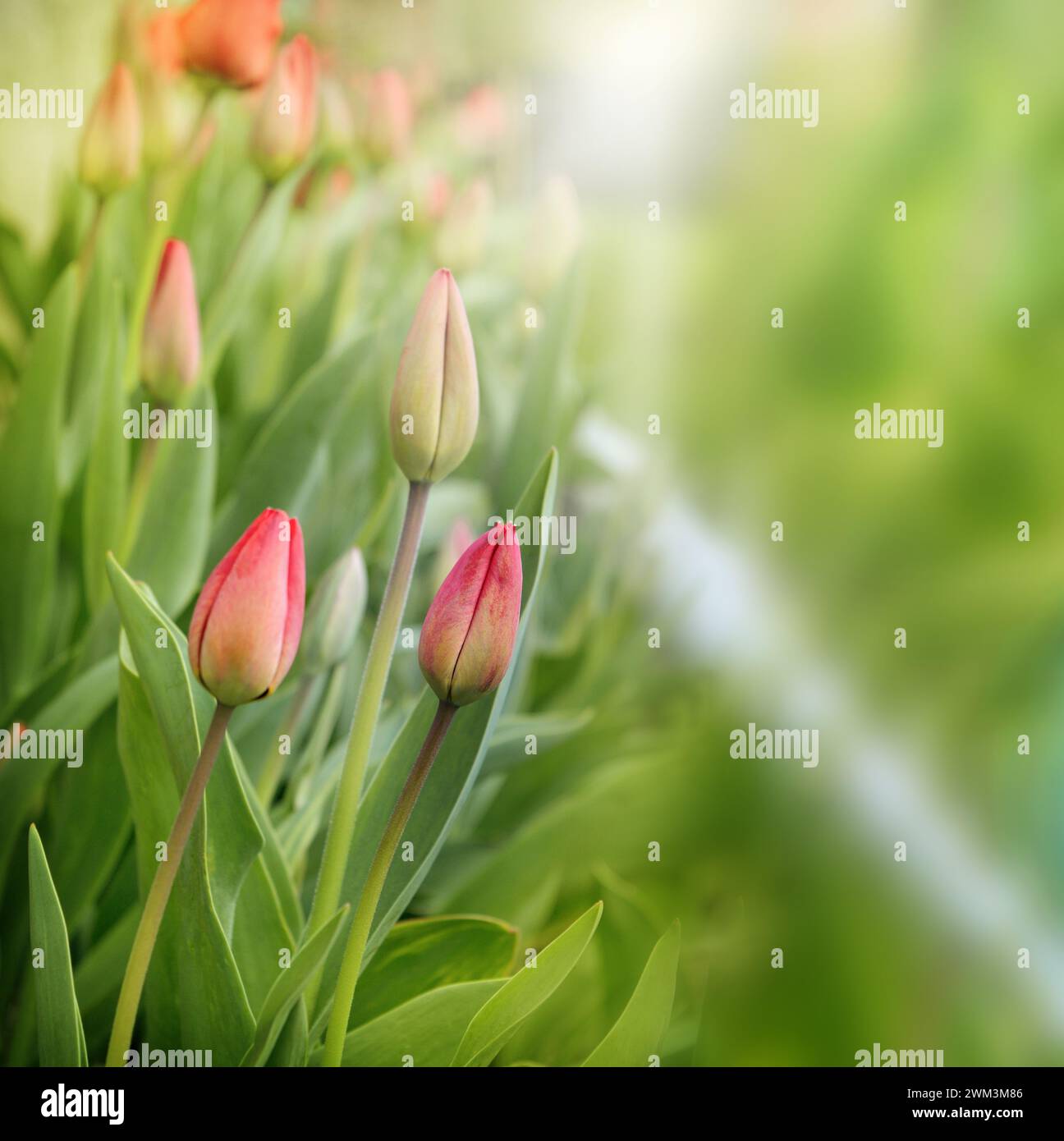 Grass field, summer grass background, fresh green grass on the lawn ...