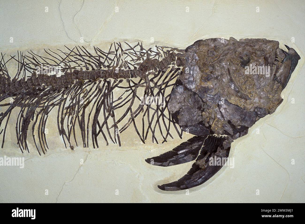 Fossil Fish, Xiphactinus audax, Late Cretaceous, 15 feet long, Kansas ...