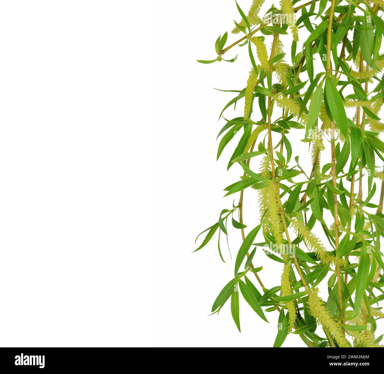 Sprig of willow isolated on white background. Willow , fluffy buds ...