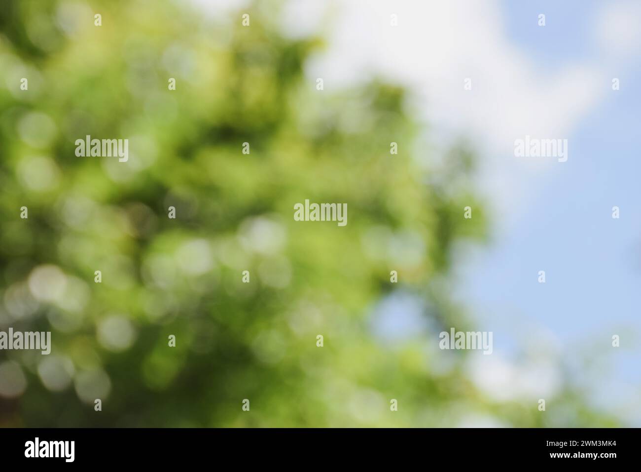 Blur background green park garden nature bright sunny forest. Blurry ...