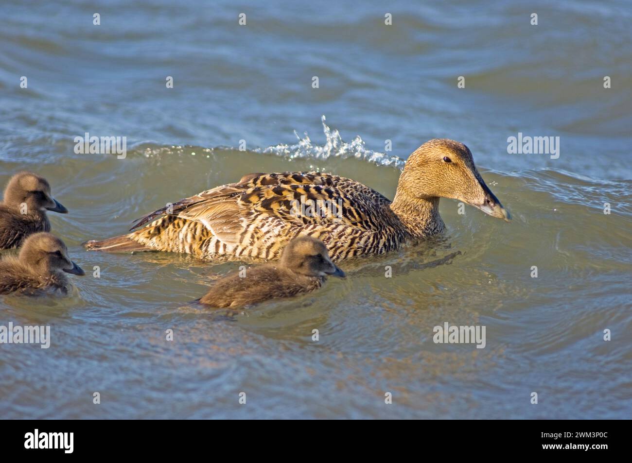 Group of common eider ducks Somateria mollissima mother and newborn ducklings on a lagoon during ...