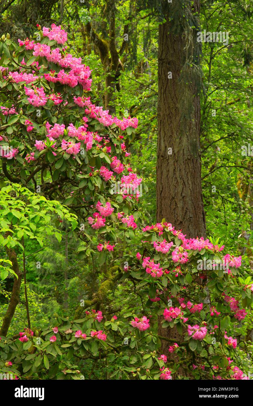 Rhododendron bloom, Rhododendron Garden, Hendricks Park, Eugene, Oregon ...