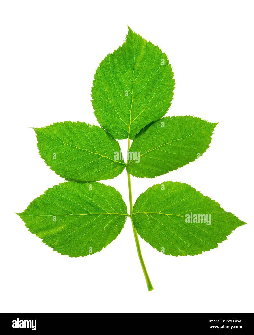 raspberry twig shoot branches with developing green leaves isolated on ...