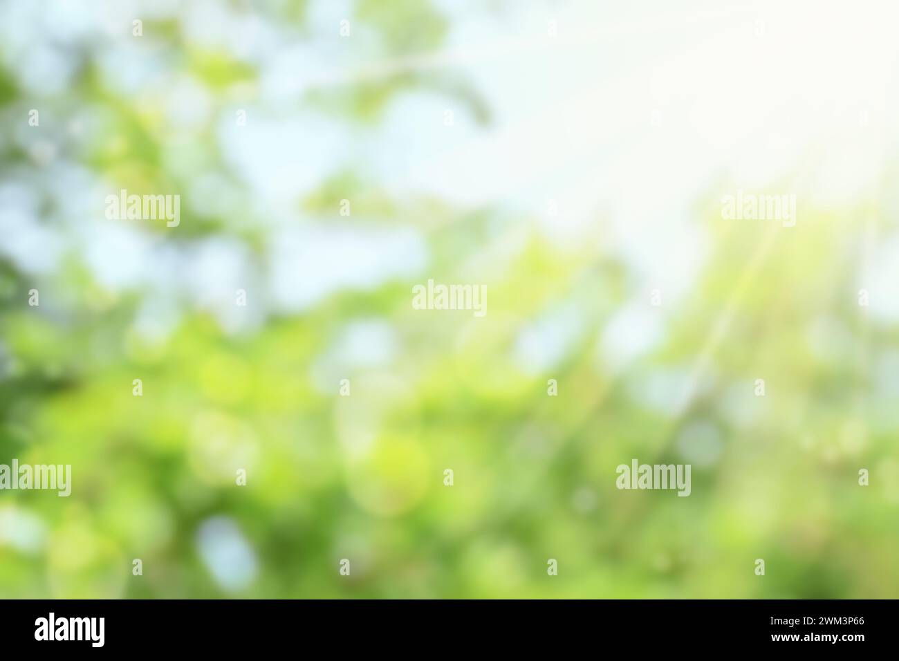 Blurred greenery background hi-res stock photography and images - Alamy