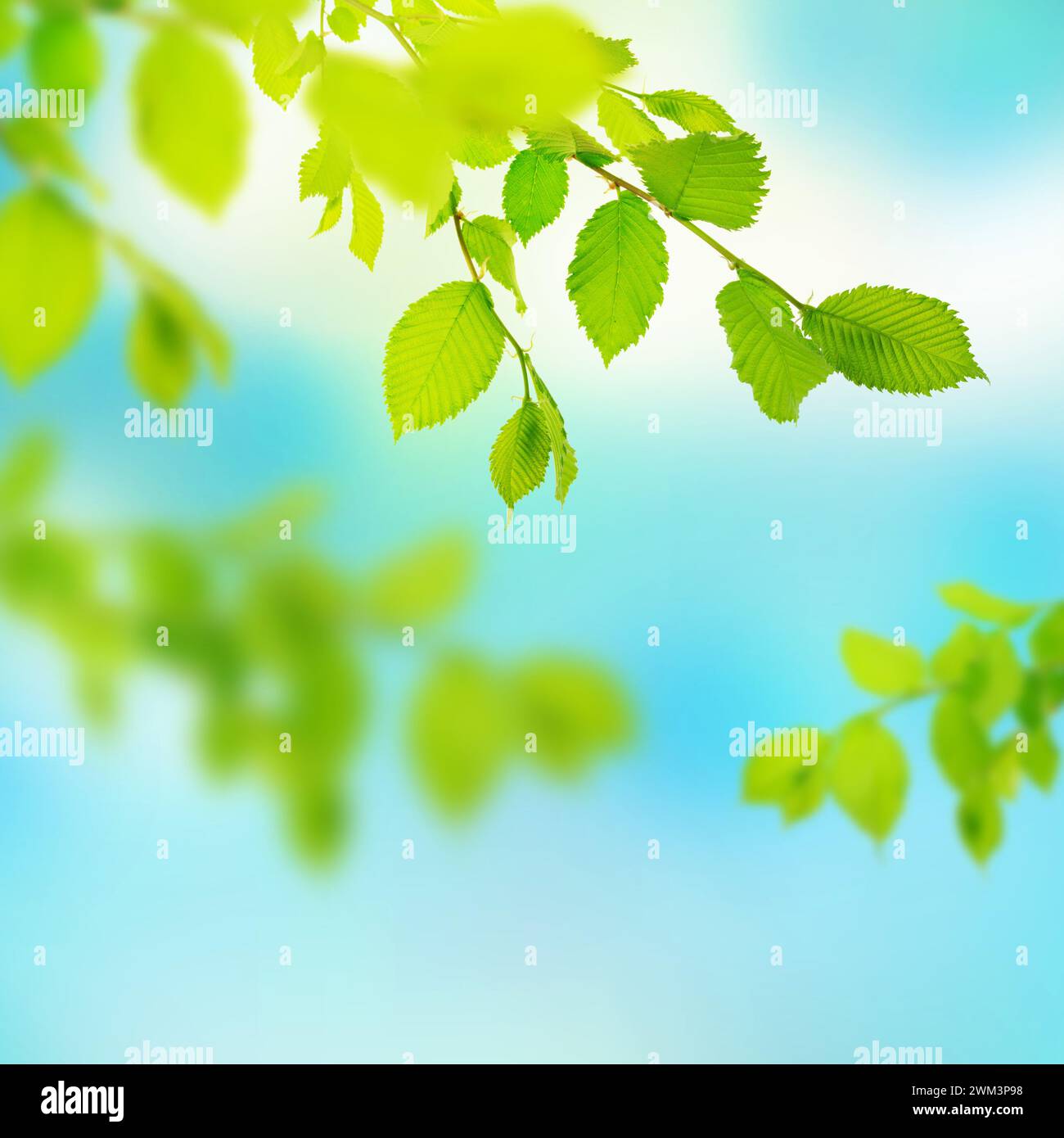 Young elm foliage against a blue spring sky. Empty wooden table for ...