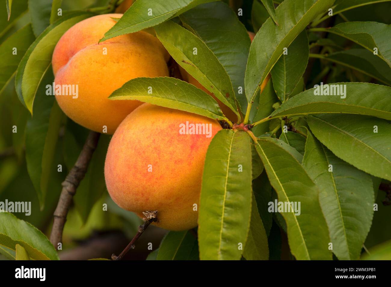 Peach orchard at Adair's Orchards, Linn County, Oregon Stock Photo - Alamy