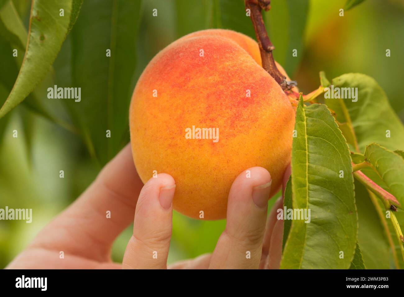 Peach fruit orchard hi-res stock photography and images - Alamy
