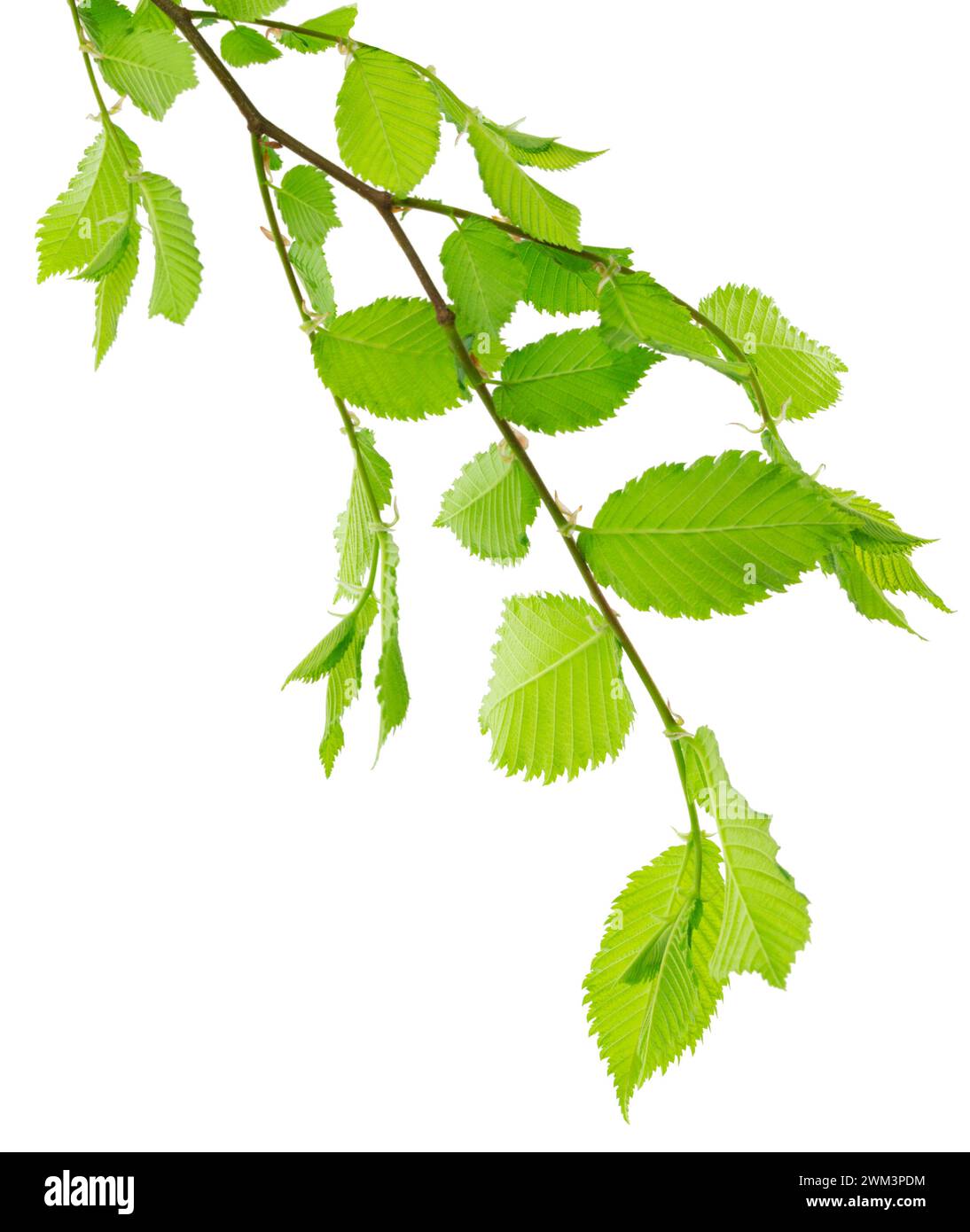 Linden tree branch isolated on white background. Spring foliage. Nature ...