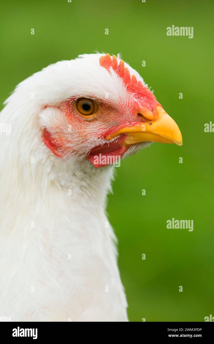 Chicken, Thompson's Mills State Park, Oregon Stock Photo - Alamy