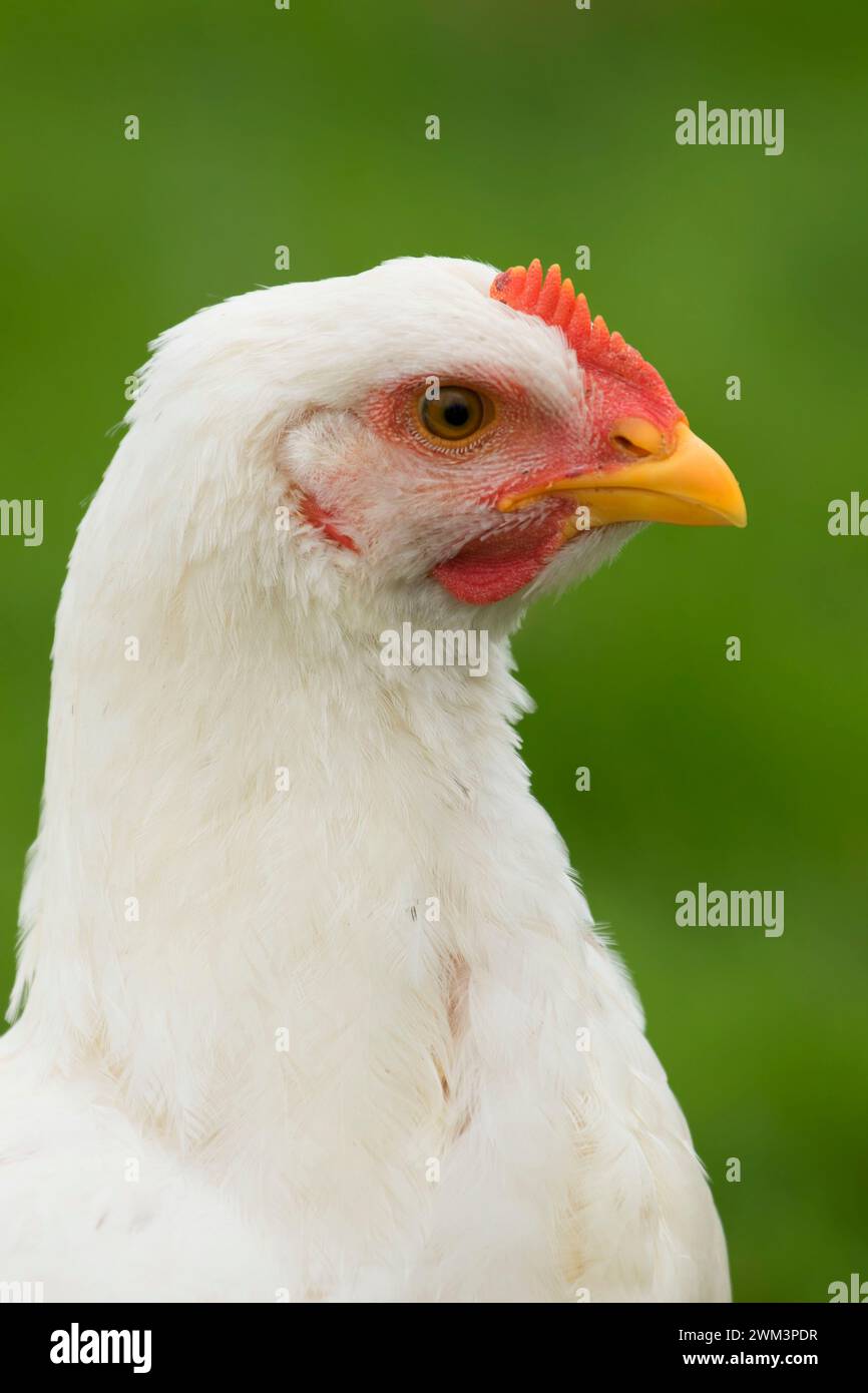 Chicken, Thompson's Mills State Park, Oregon Stock Photo - Alamy
