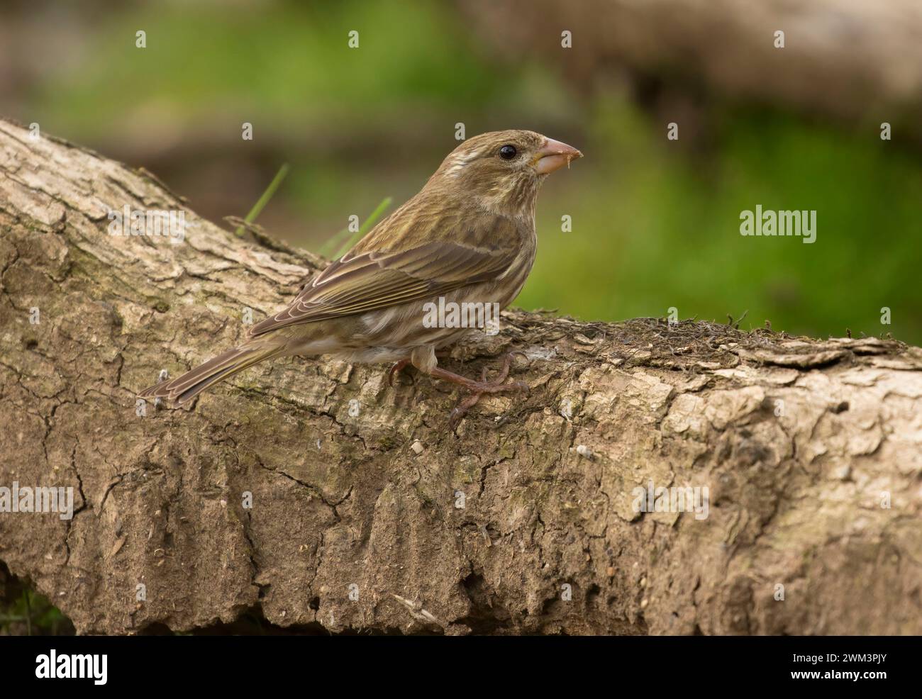 House finch (Haemorhous mexicanus), William Finley National Wildlife ...