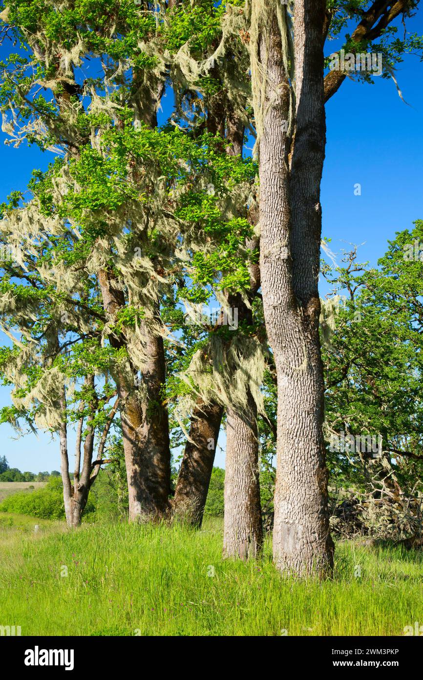 Woodland refuge hi-res stock photography and images - Alamy
