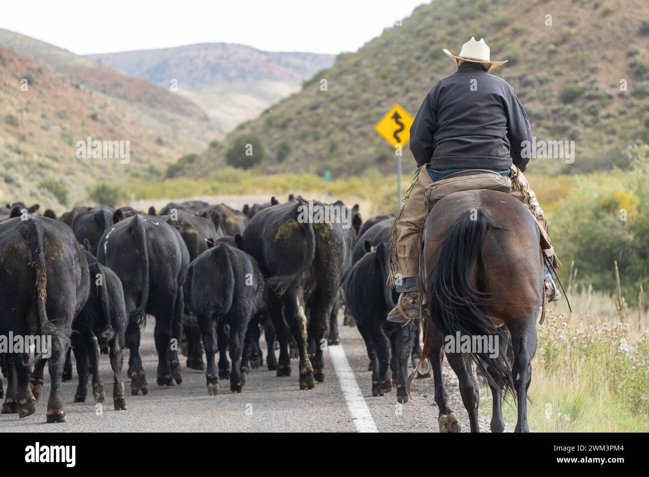 Cowboy herds free range cattle herded down road in rural Idaho Stock ...