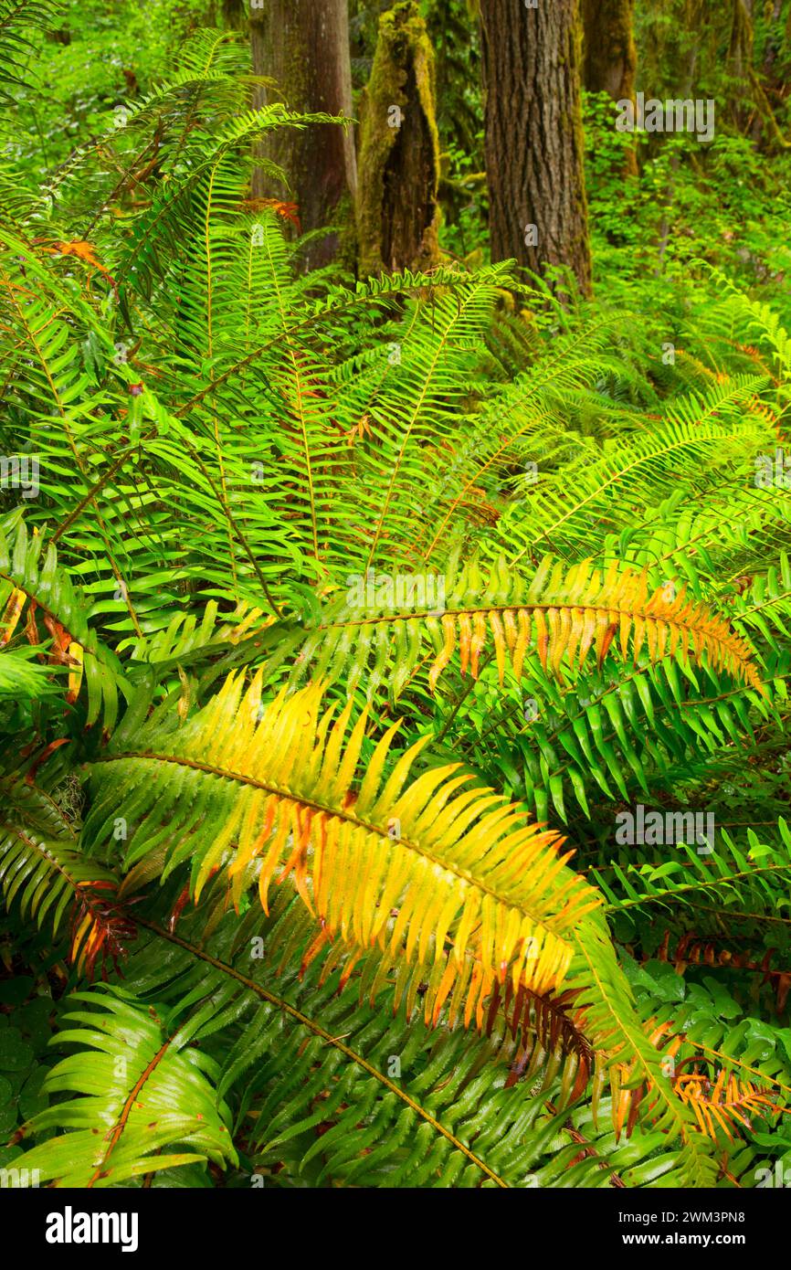Western sword fern (Polystichum munitum), McDowell Creek Falls County ...
