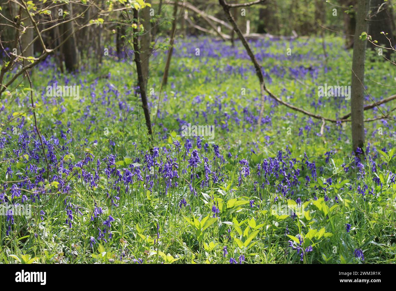 UK plant life. A field of british bluebell flowers in a woodland Stock ...